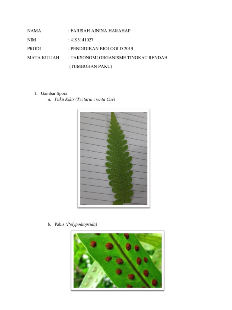 Taksonomi Tectaria crenata dan Polypodiopsida | PDF