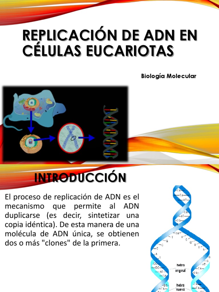 Replicación de ADN en Células Eucariotas | PDF | Replicación De Adn | Adn