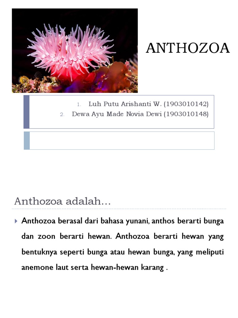 ANTHOZOA | PDF