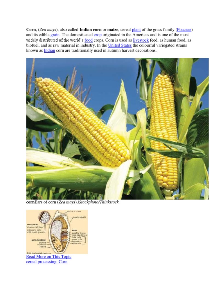 Corn Benefits and Uses | PDF