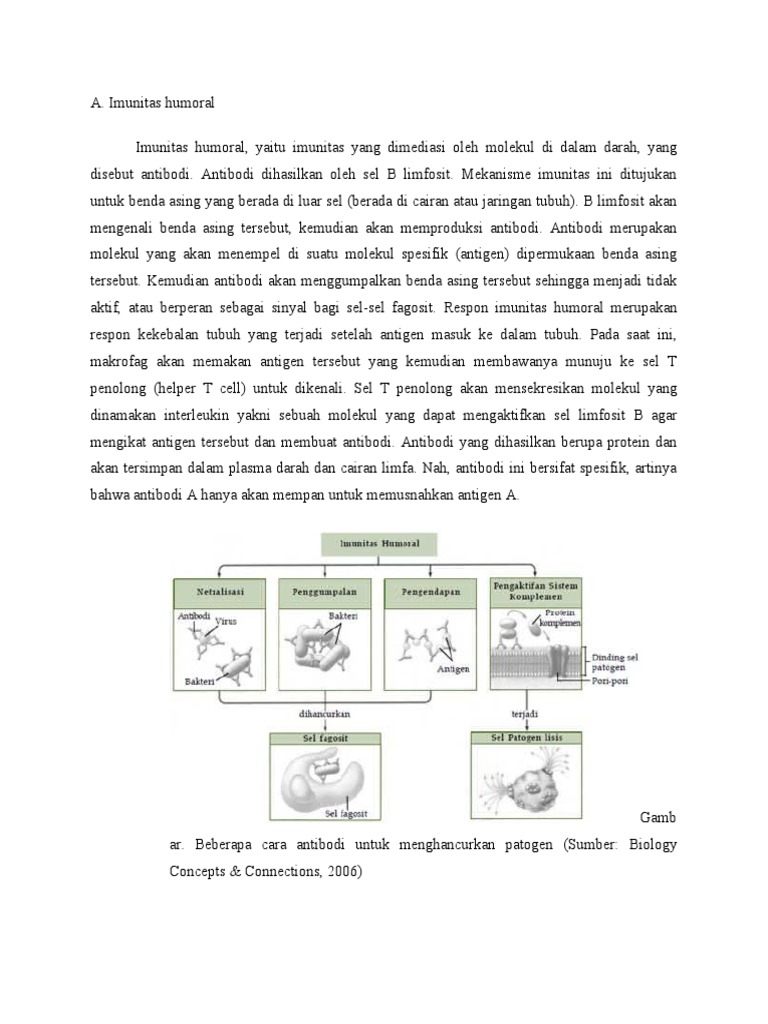 Imunitas Humoral | PDF