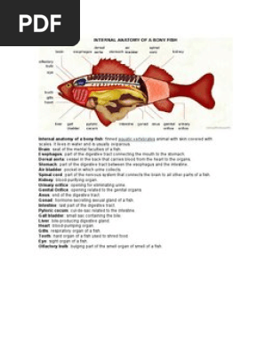 Anatomy Of A Bony Fish Perch Anatomy Coloring Activity | Bony Fish