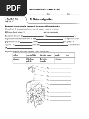Etiqueta La Hoja De Trabajo Del Sistema Digestivo