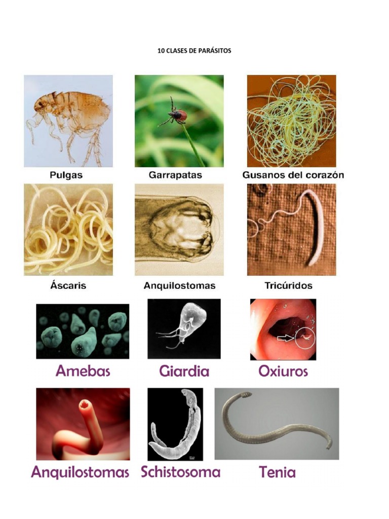 10 Clases de Parásitos | PDF