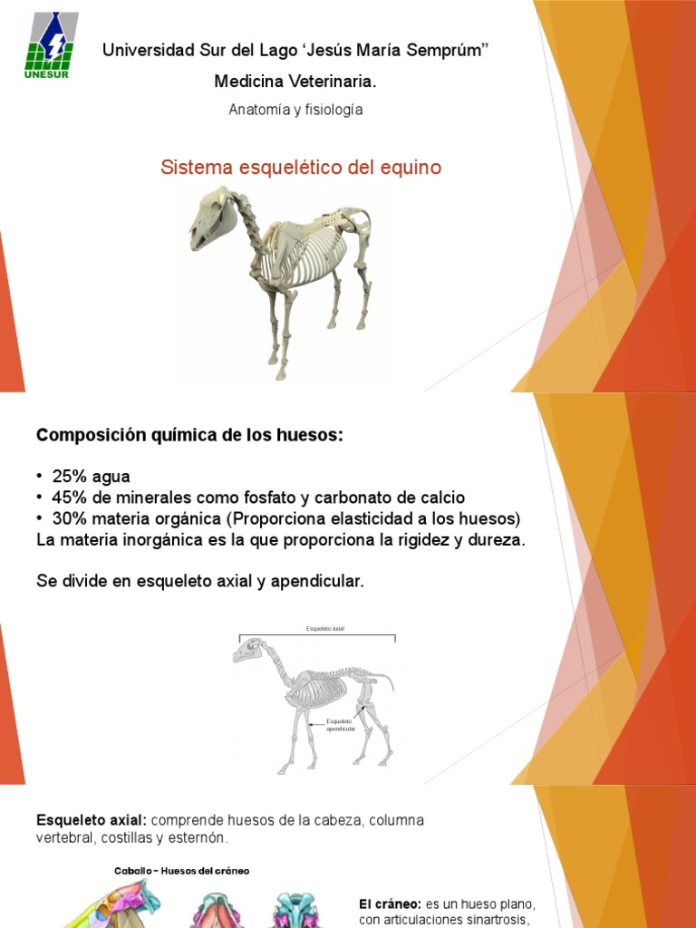 Anatomía equina | PDF