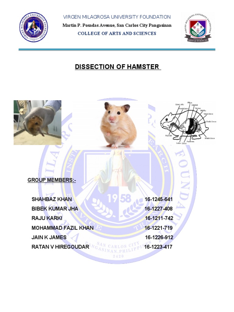 Hamster Dissection Report 22 | PDF