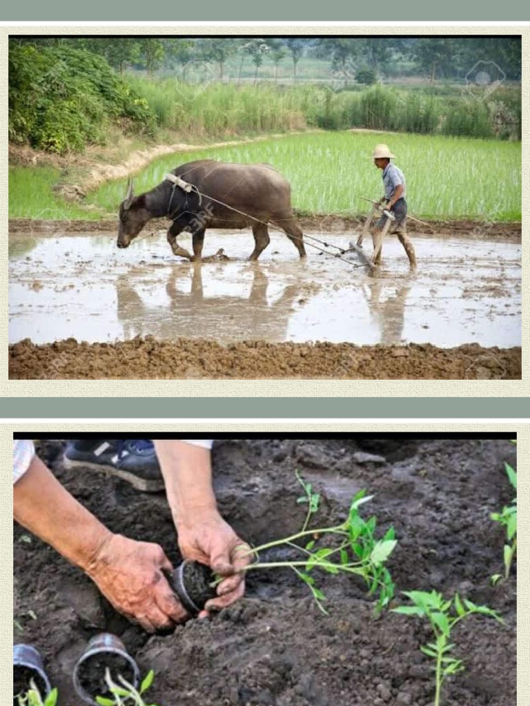 Farm Inputs and Farm Labor | PDF