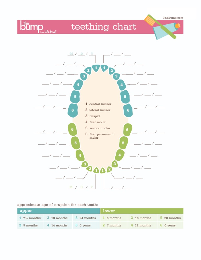 Teething Chart | PDF | Facial Features | Human Anatomy