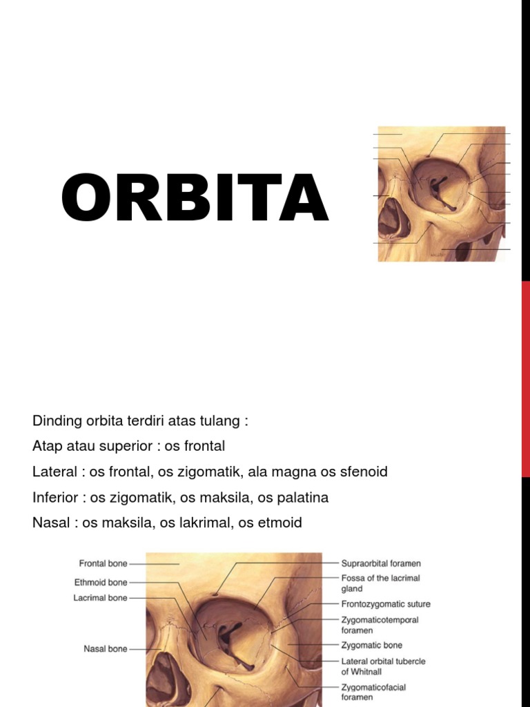 Anatomi ORBITA | PDF