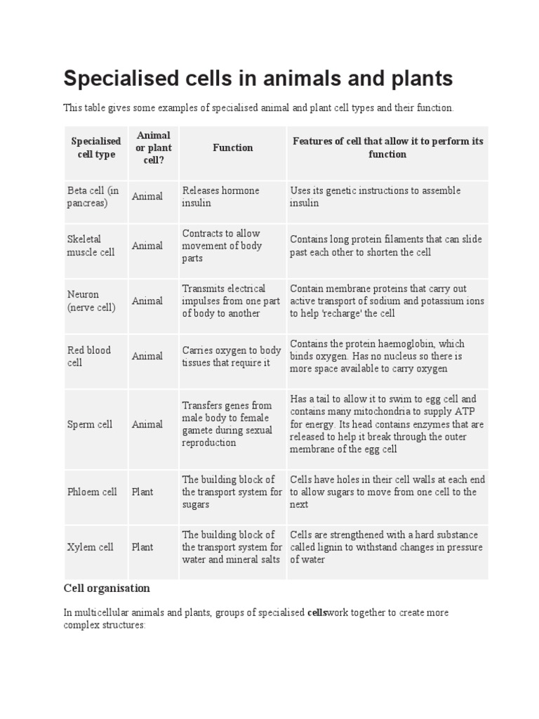 Specialised Cells in Plant and Animals PDF | PDF