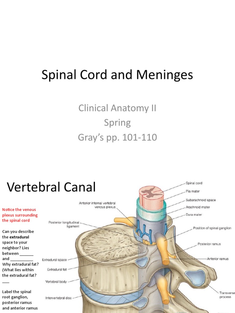 2020 Lecture 4 Spinal Cord and Meninges | PDF