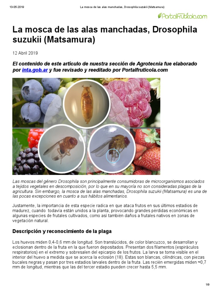 La Mosca de Las Alas Manchadas, Drosophila Suzukii (Matsamura) | PDF