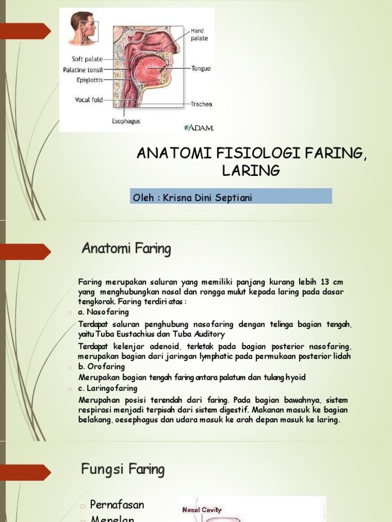 Anatomi Laring Krisna | PDF