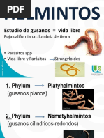 Identificación y Biología de Paramphistomum | PDF
