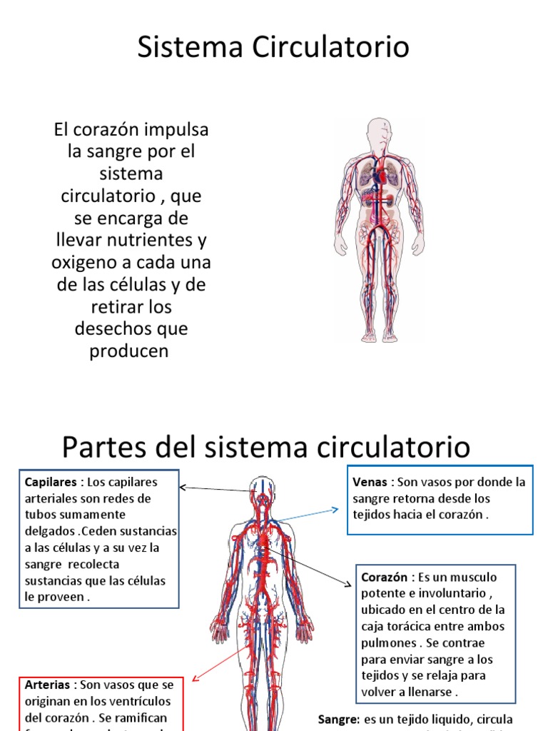 Sistema Circulatorio | PDF | Riñón | Sistema circulatorio
