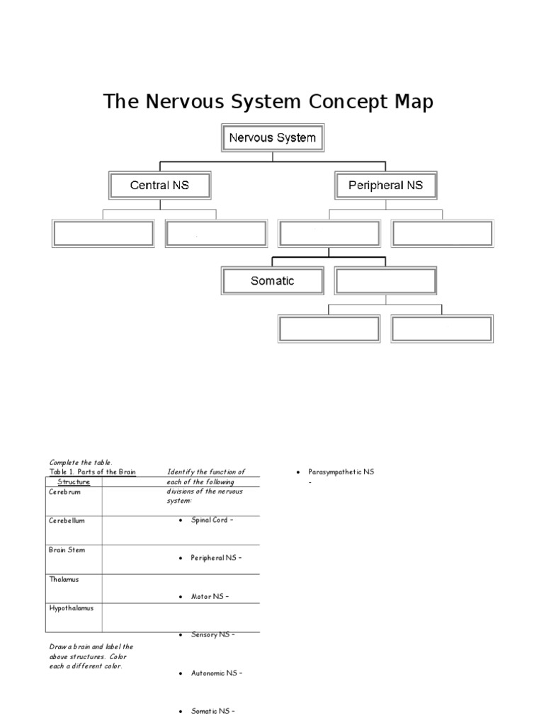 Nervous System Concept Map | PDF