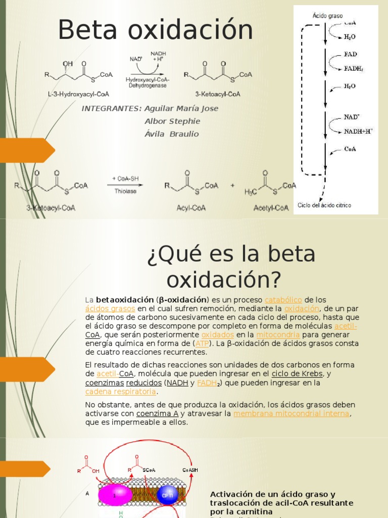 Proceso de Beta Oxidación de Ácidos Grasos | PDF | Química Orgánica ...