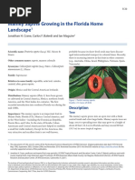 Swamp Thing Meets Jesus by Rick Veitch and Michael Zulli Art | PDF ...