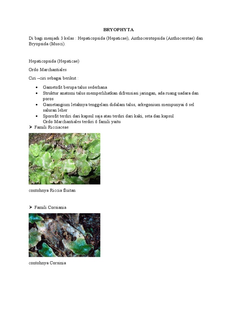 BRYOPHYTA | PDF