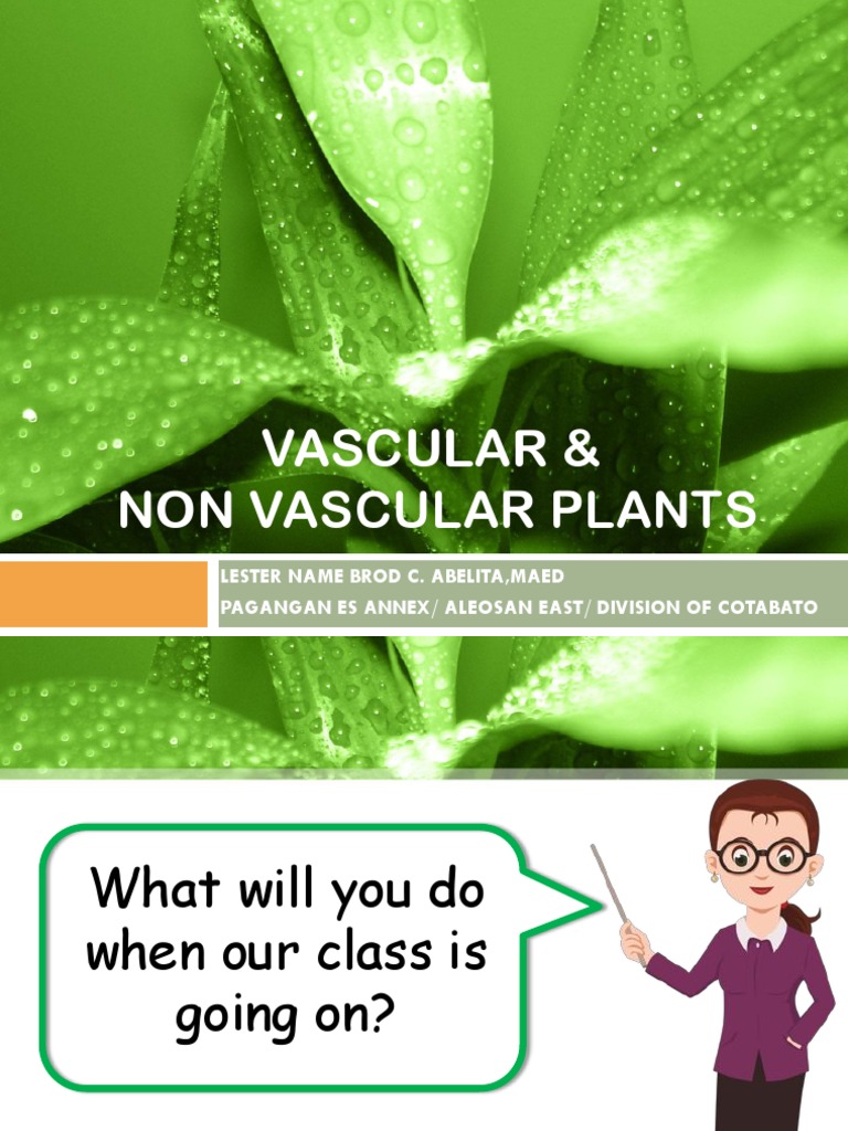 Vascular vs Nonvascular Plants Explained | PDF | Plant Stem | Moss
