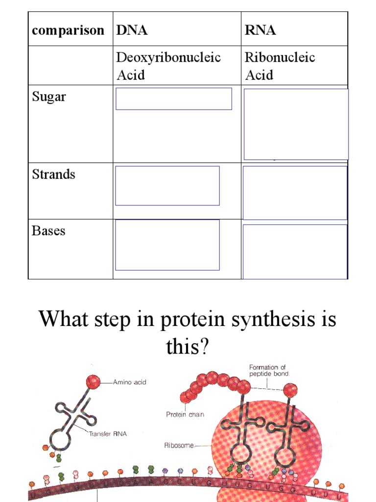 Types of Mutations | PDF | Point Mutation | Mutation