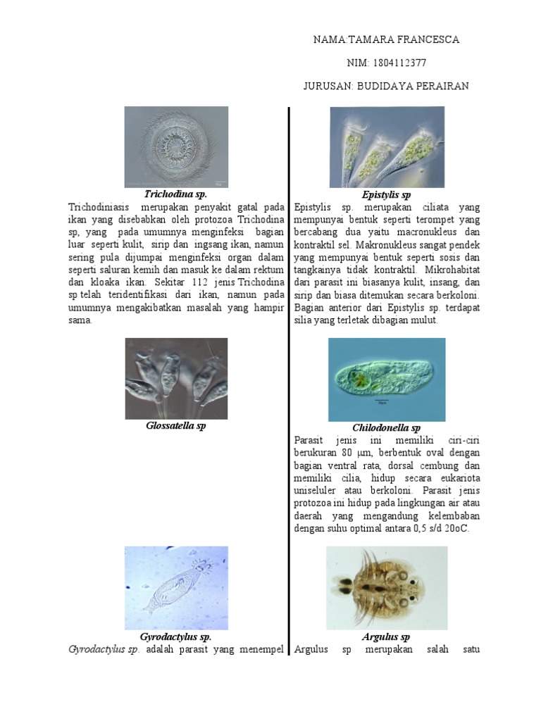 Karakteristik dan Jenis Parasit Ikan | PDF | Kesehatan Holistik | Sains ...
