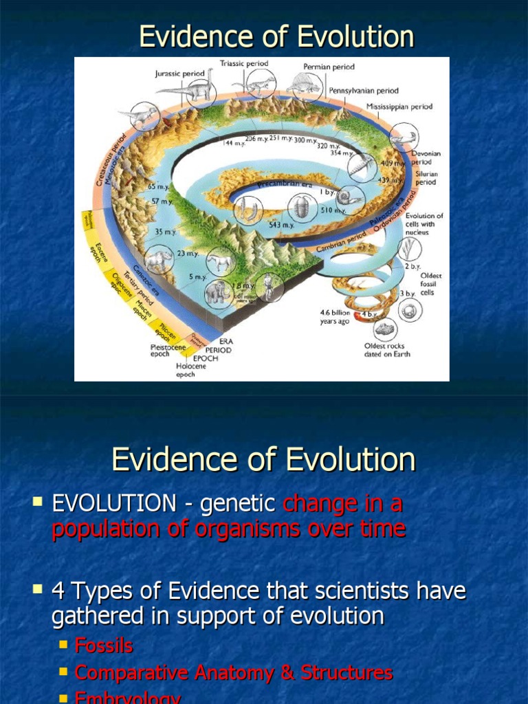 Evidence of Evolution | PDF | Fossil | Anatomy