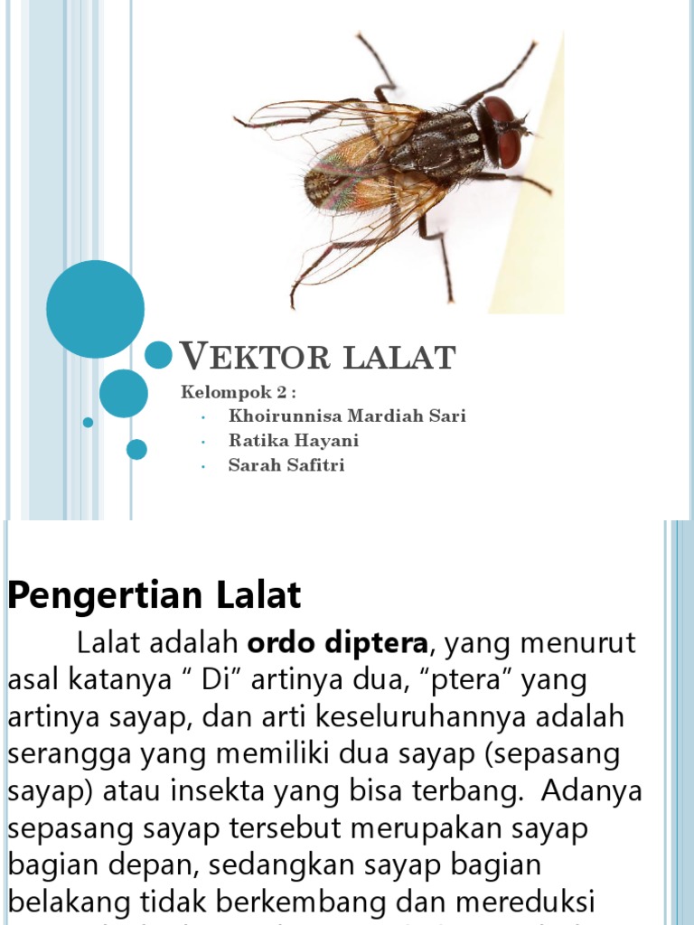 Vektor Lalat | PDF