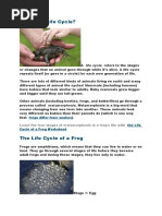 Lizard Life Cycle Stages Explained | PDF