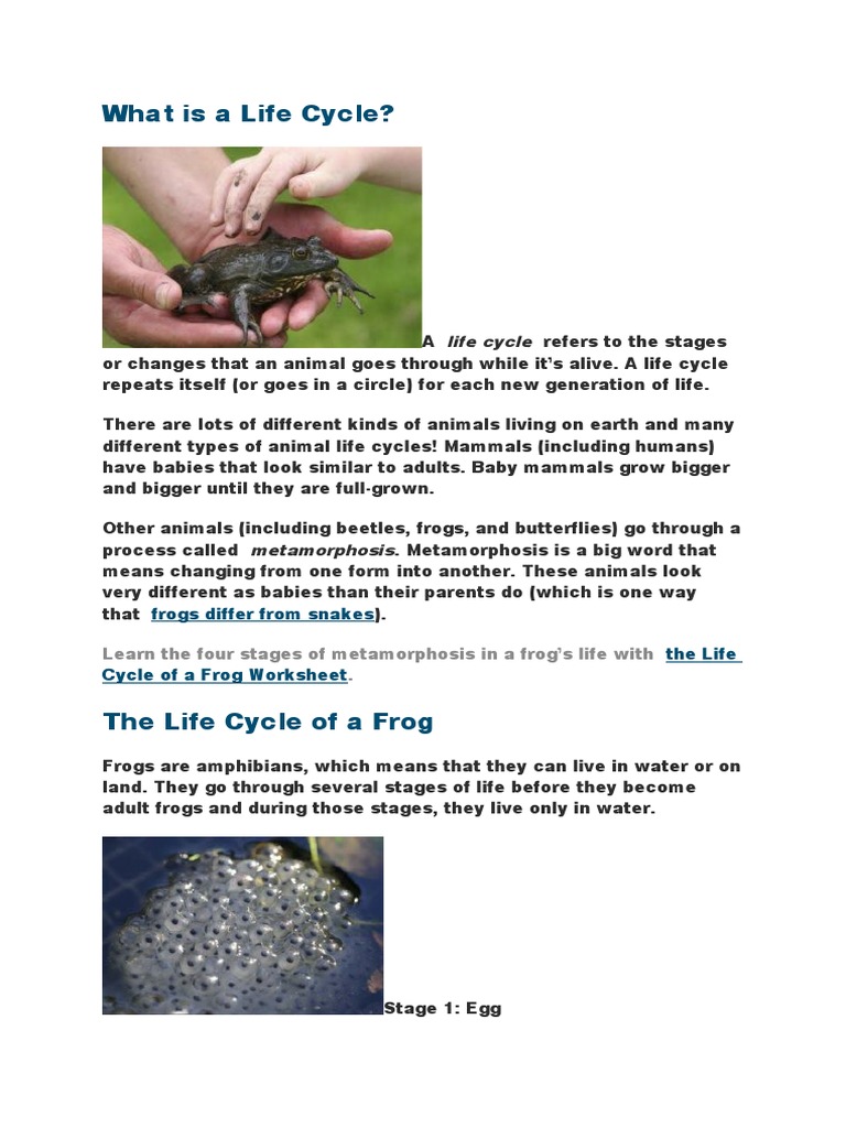 Life Cycle of A Frog | PDF | Frog | Egg