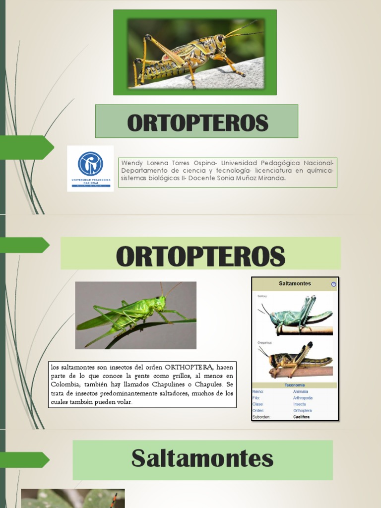 ORTOPTEROS | PDF | Insectos | Organismos