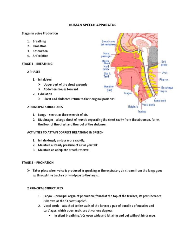 Human Speech Apparatus | PDF | Larynx | Human Nose