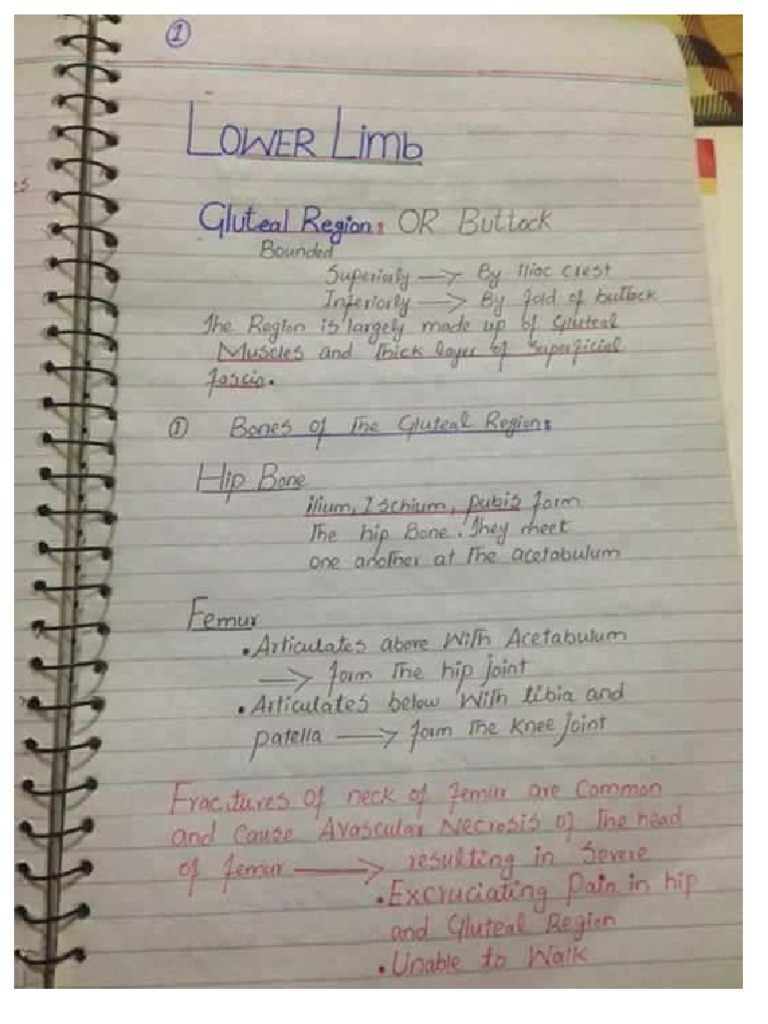 Lower Limb - Notes | PDF