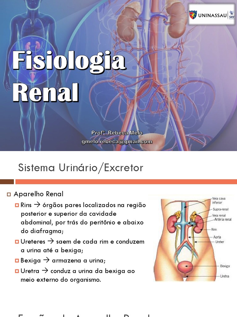 O funcionamento do sistema urinário e as funções dos rins | PDF | Rim ...