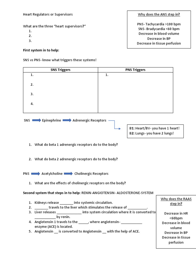 RAAS Worksheet | PDF | Angiotensin | Endocrine System