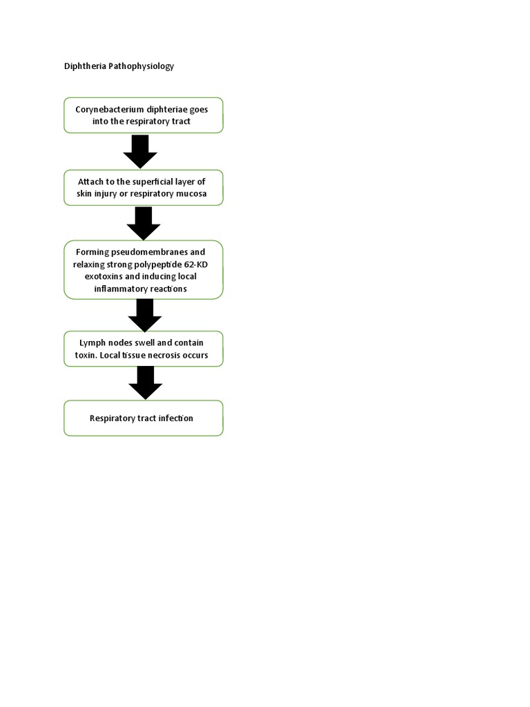 Diphtheria Pathophysiology Overview | PDF | Science & Mathematics