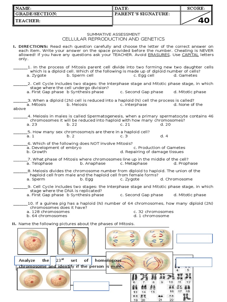 Summative Cellular Rep. and Genetics | PDF | Mitosis | Ploidy