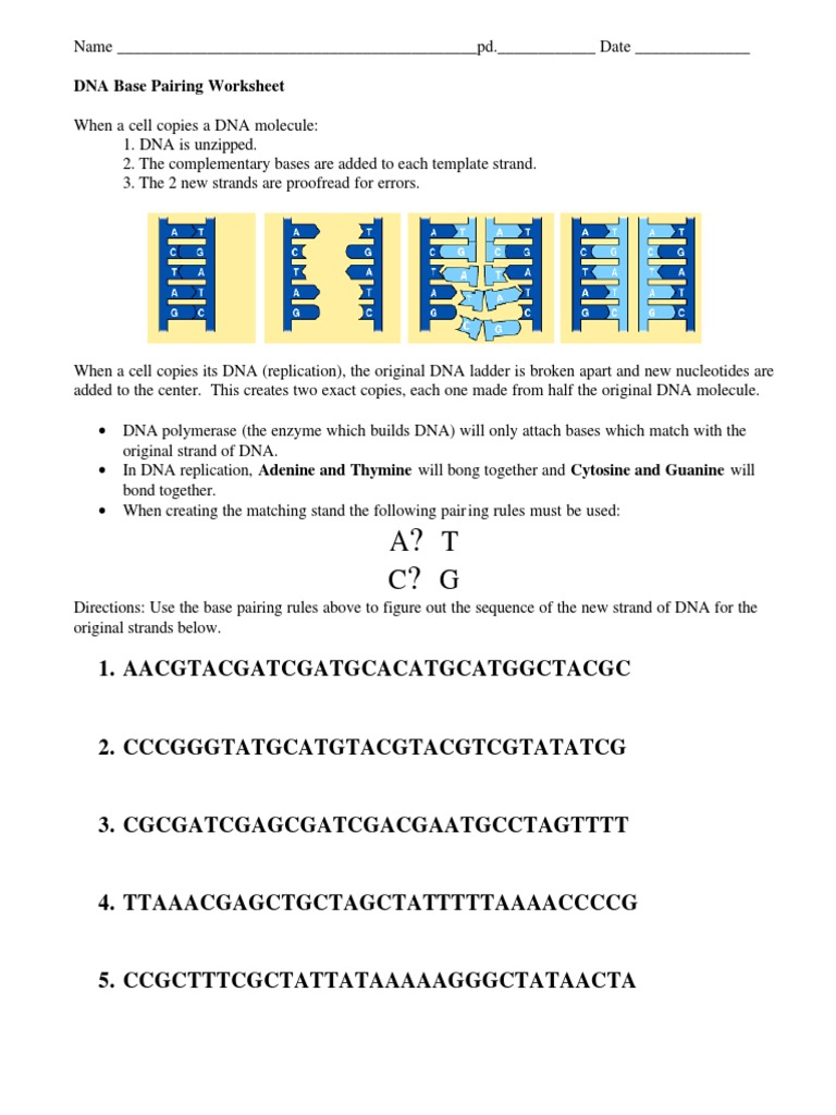 DNA Pairing WS | PDF
