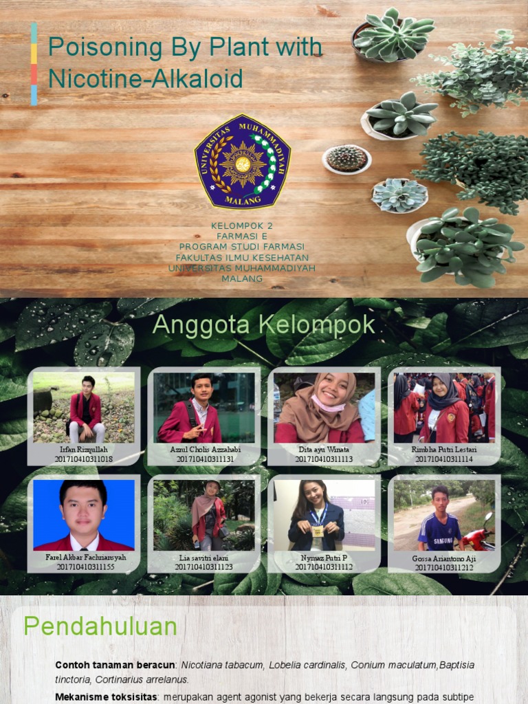 Keracunan Tanaman Beralkaloid Nikotin | PDF
