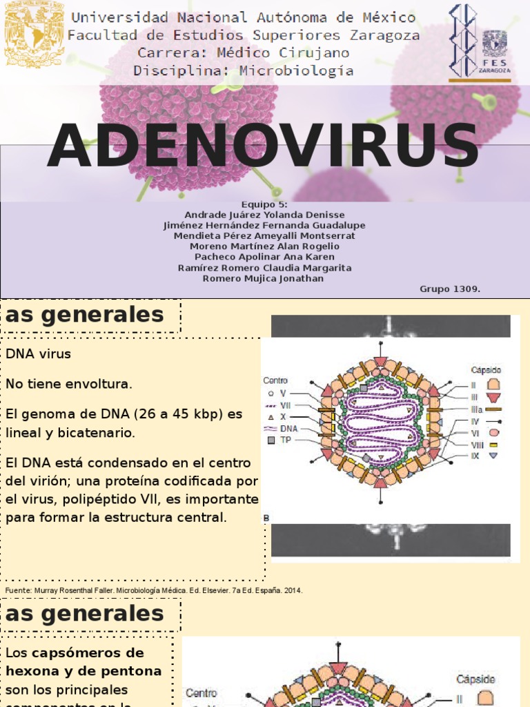 Adenovirus Presentacion | PDF | Adenoviridae | Virus