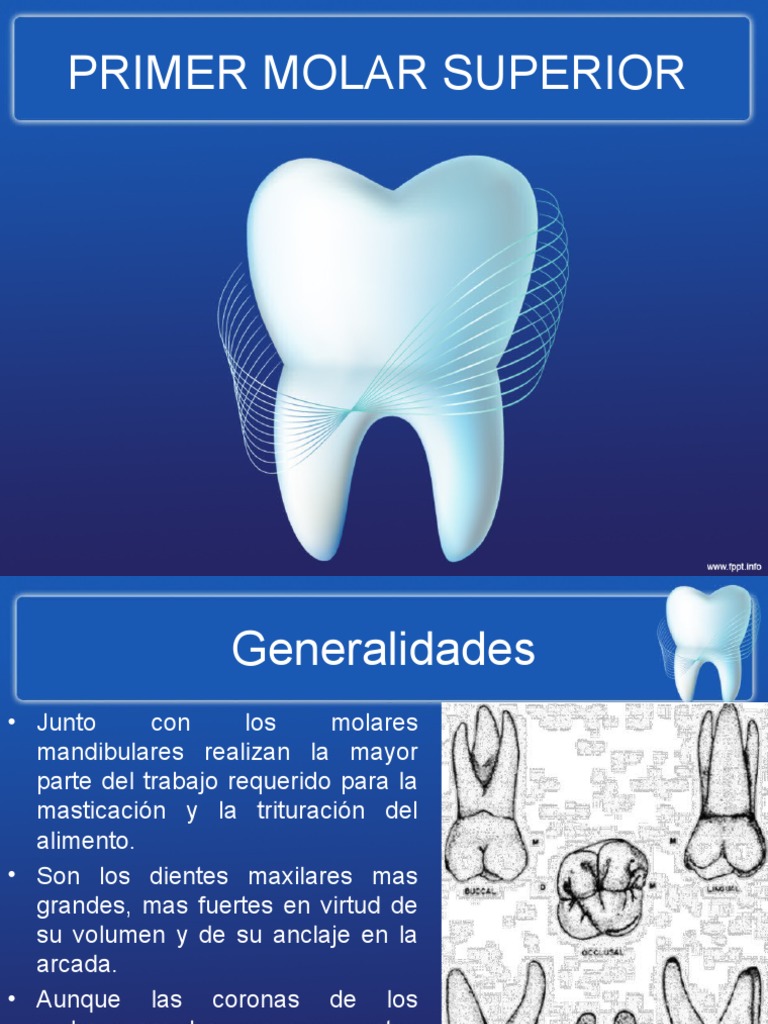 Primer Molar Superior | PDF | Anatomía humana | Diente