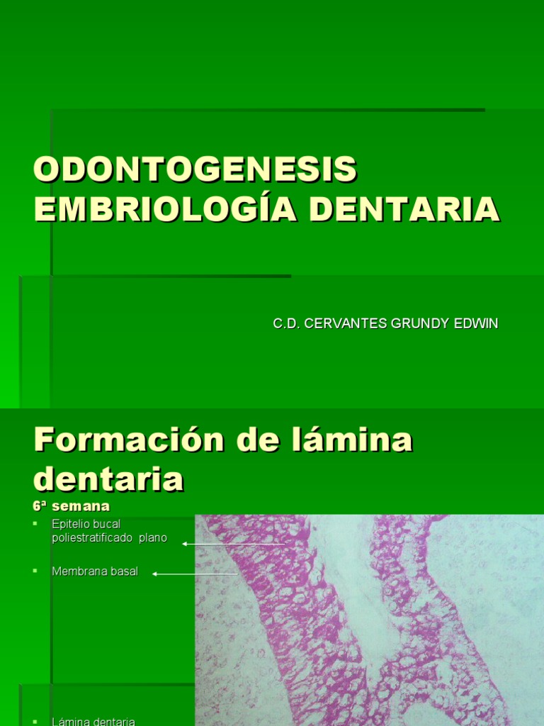 ODONTOGENESIS | PDF | Boca | Tejido (biología)