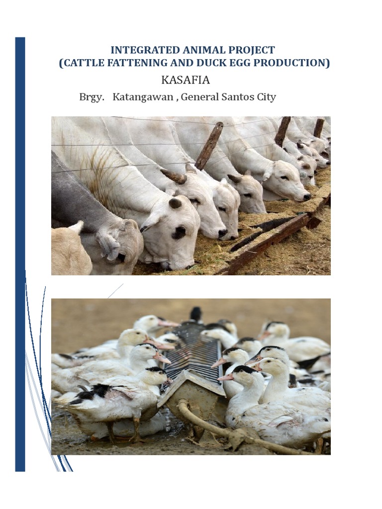 9-17-16 Revised Kasafia Cattle and Duck Eggs Production Proposal | PDF ...