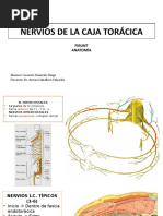 Nervios Torácicos | PDF | Abdomen | Tórax