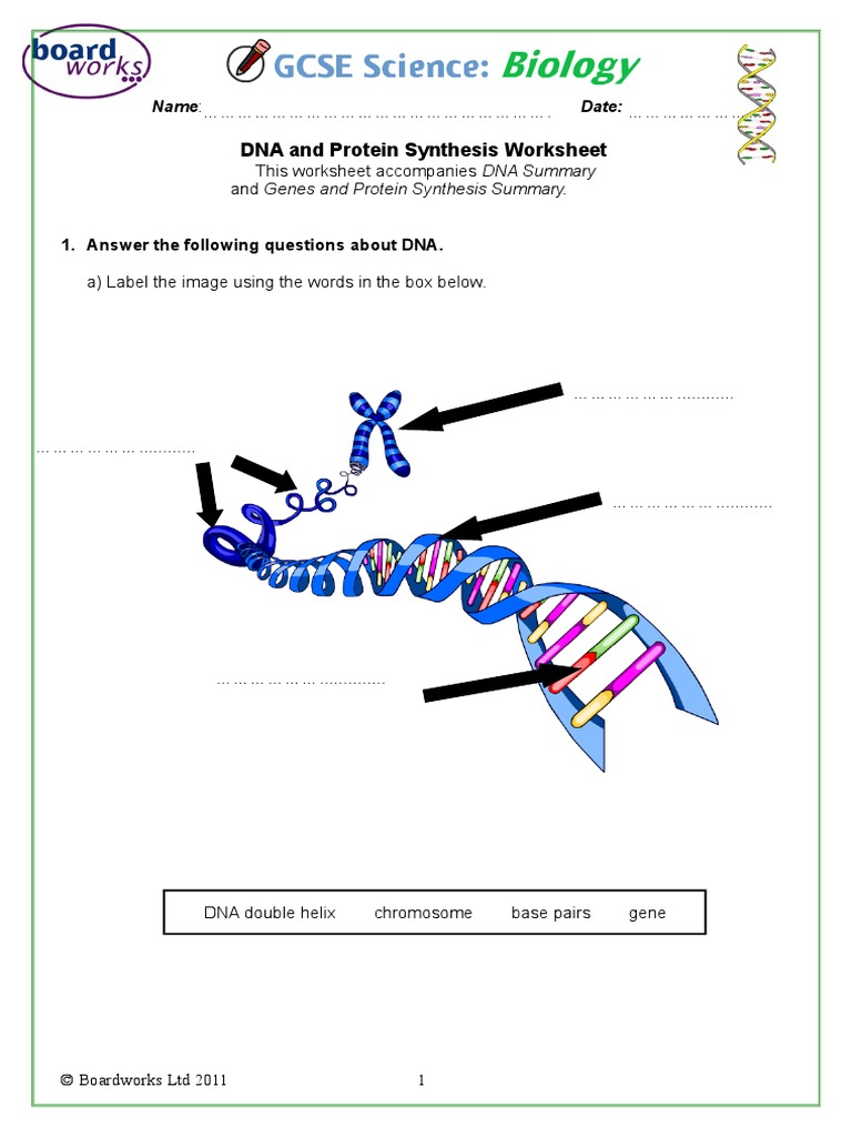 DNA and Protein Synthesis Worksheet | PDF | Messenger Rna | Dna