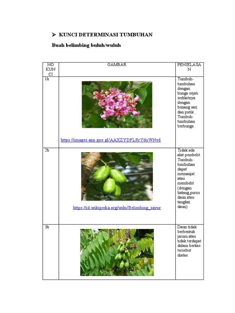 Kunci Determinasi Tumbuhan | PDF