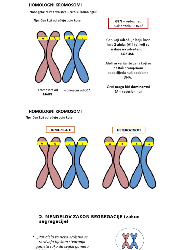 Nasljeđivanje Po Mendelu | PDF