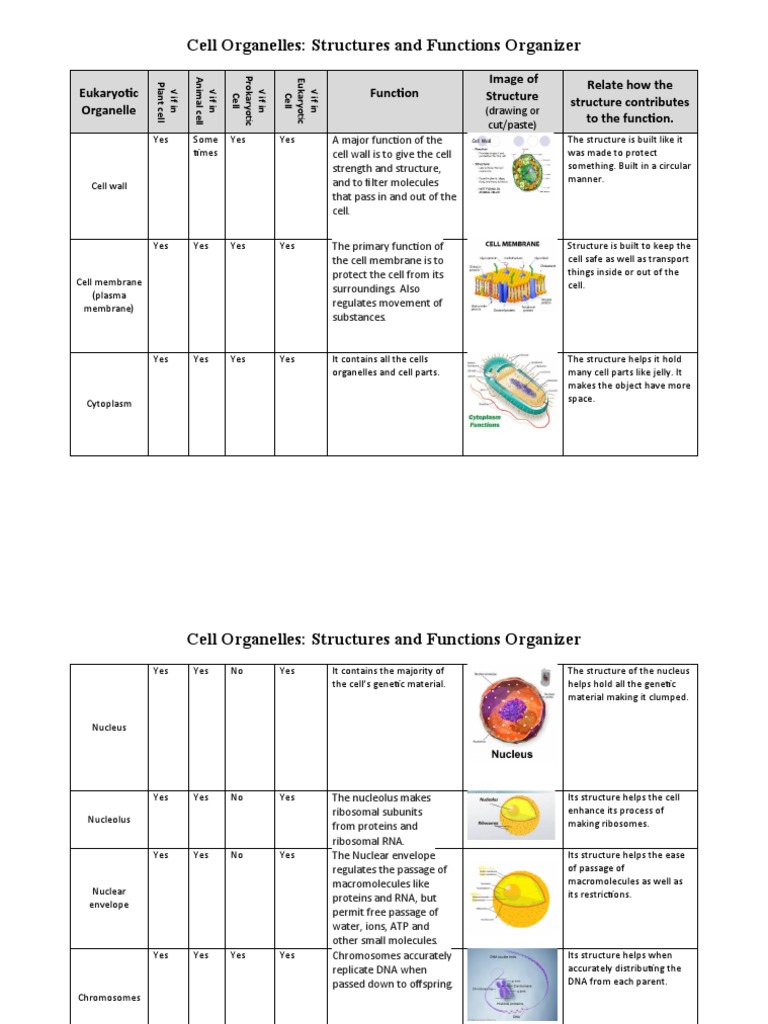Cell Organelle Structure and Function Dhruv Tejusinghani P1 | PDF ...