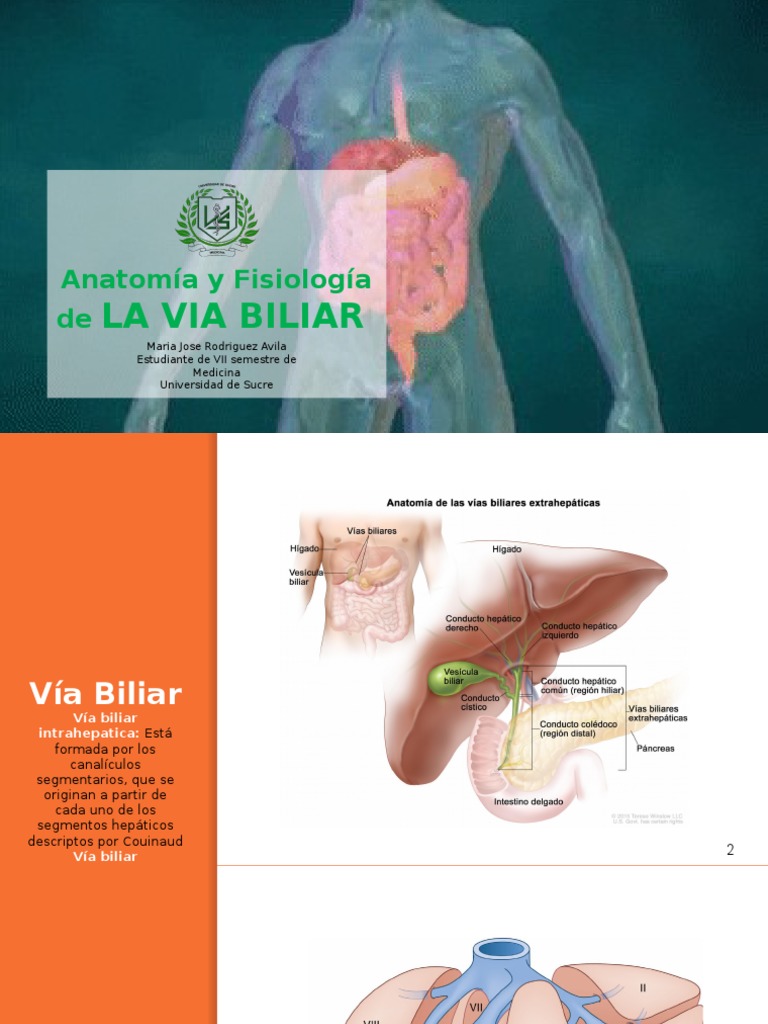 Anatomía y Fisiología de Via Biliar | PDF | Hígado | Vesícula biliar