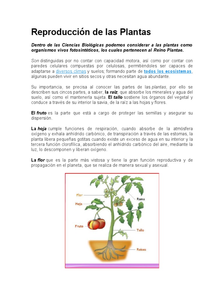 Reproducción de Las Plantas | PDF
